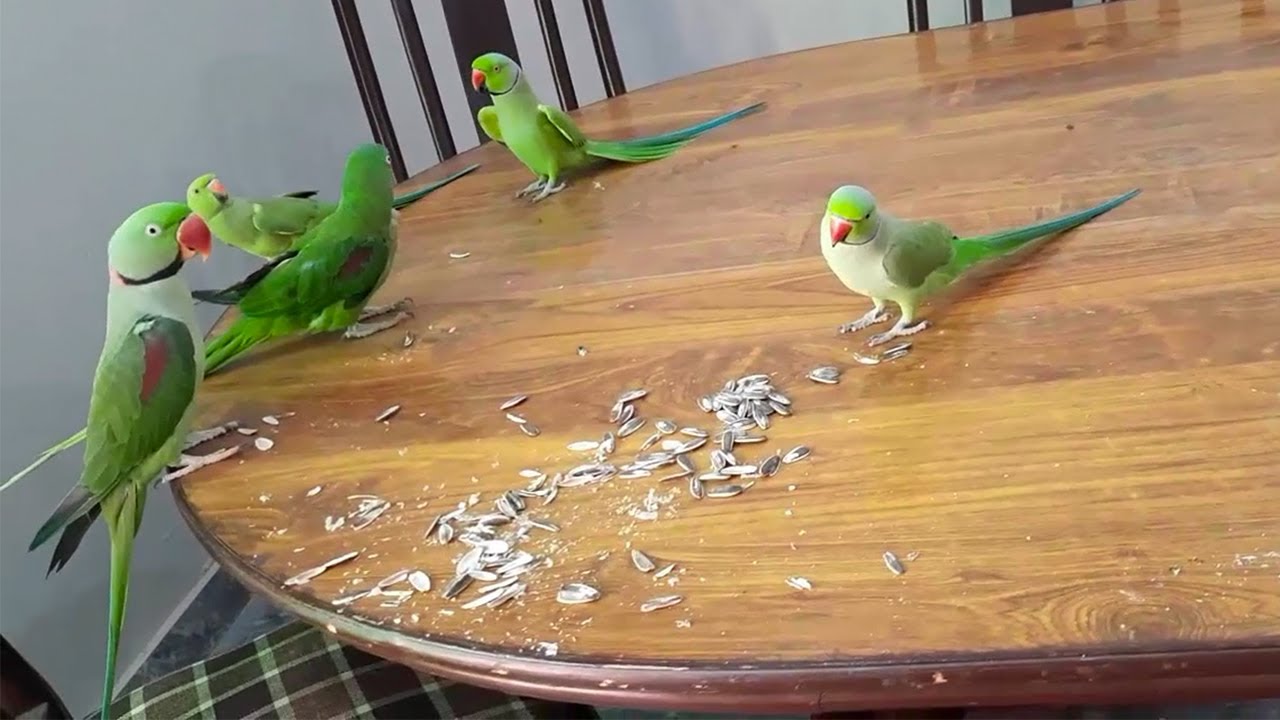 My Cute Parrots Talking And Playing With Each Other - YouTube