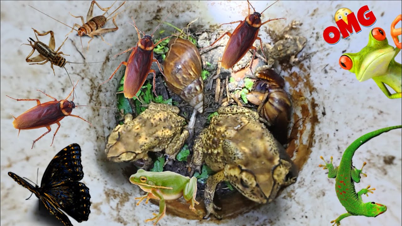Catch insects at night after the rain, toads, frogs, geckos ...