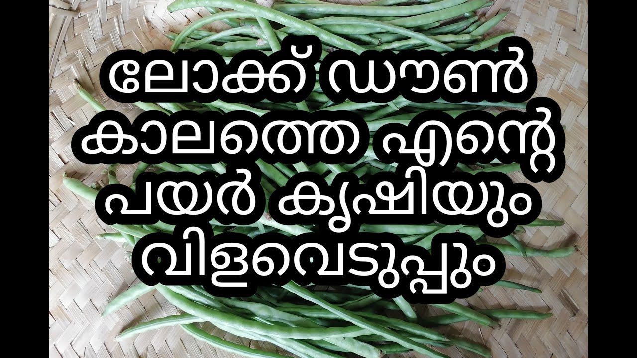 CULTIVATION AND HARVESTING OF LENTIL - YouTube