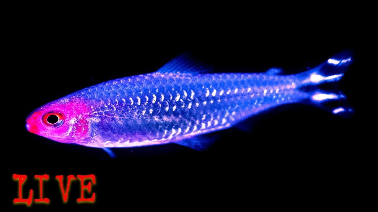 Freshwater Fish and Aquarium LIVE Stream - YouTube