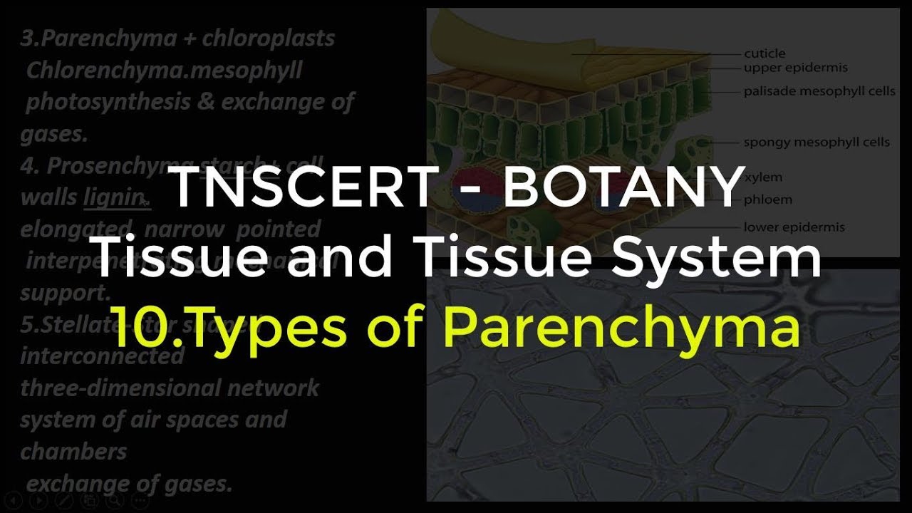 10. Botany | Tissue and Tissue System | Types of Parenchyma - YouTube