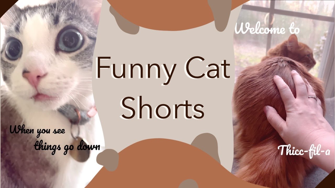Funny Cat Shorts Youtube