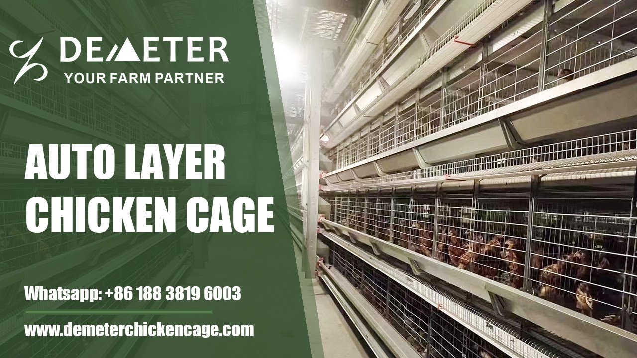 Enriched Automated Layer Chicken Cage -- Layers Farming Equipment - YouTube
