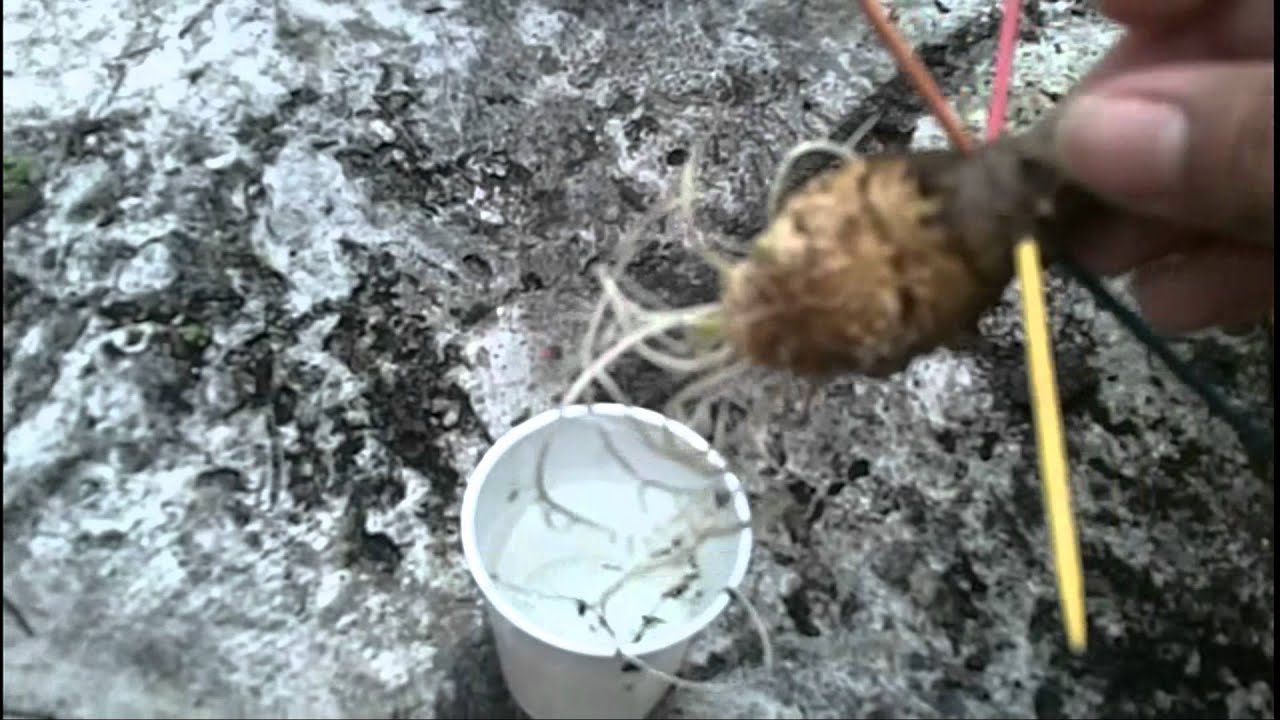 Rooting and Growing Sunchoke aka Jerusalem Artichoke - YouTube