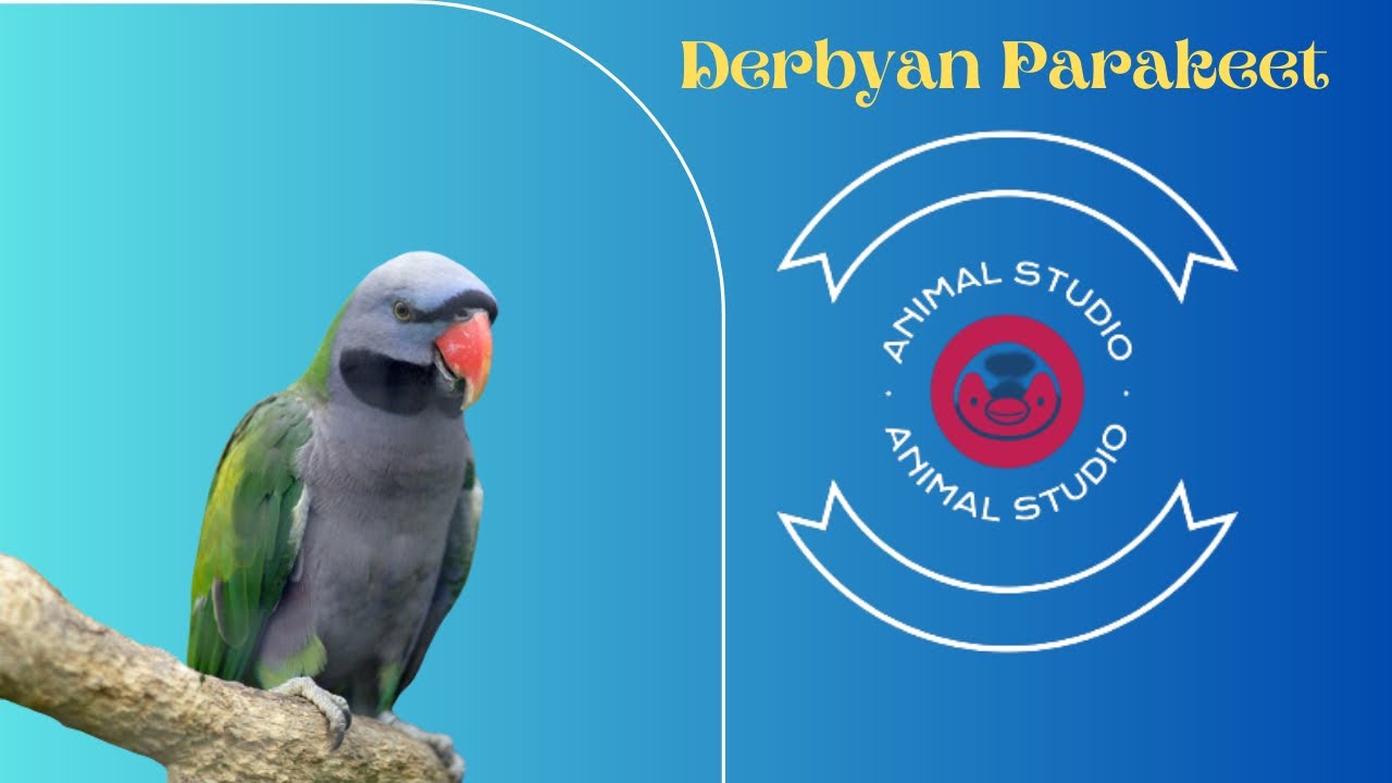 Discovering Derbyan Parakeets in a Flash - YouTube