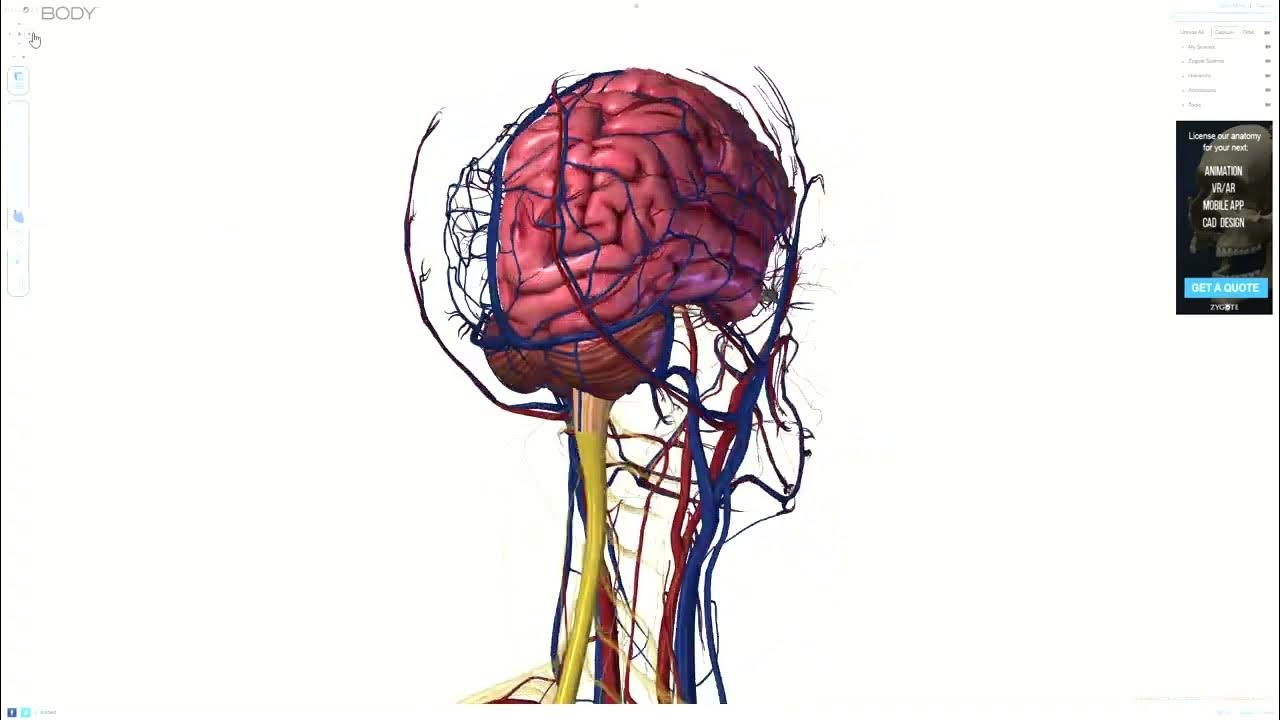 Zygote Body 3D Anatomy Online Visualizer Human Anatomy 3D - YouTube