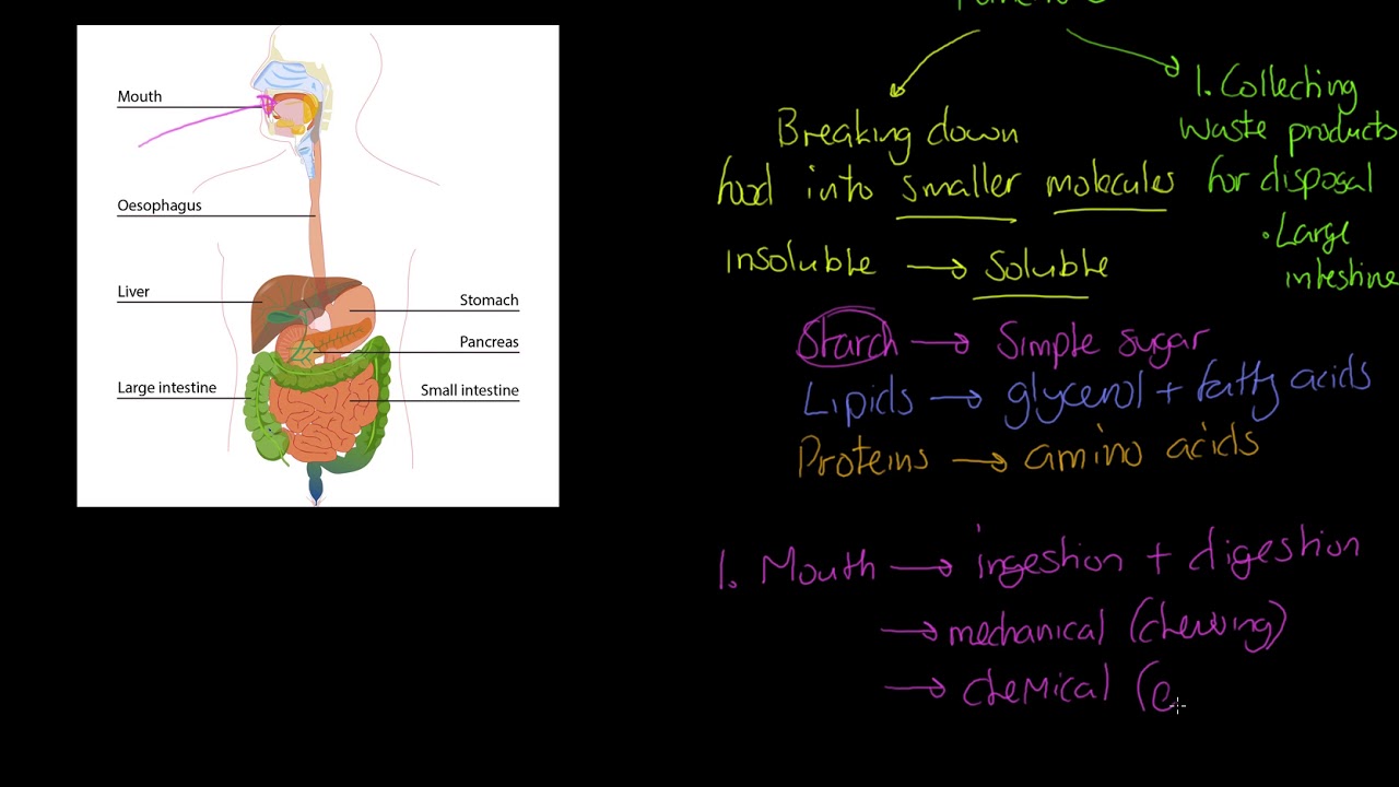 CCEA GCSE PE - Functions and Structures of the Digestive System - YouTube