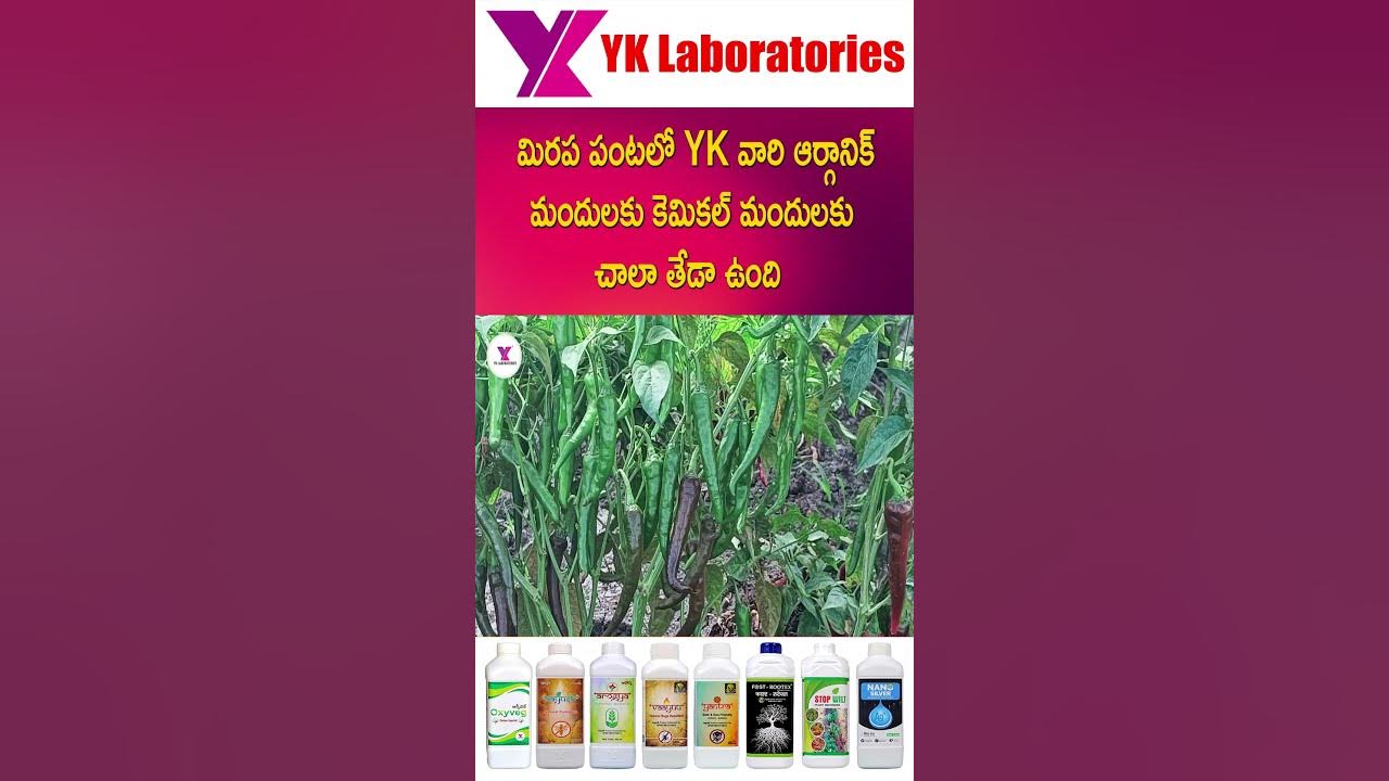 #Vaayuu #Yantra మిరప పంటలో YK వారి ఆర్గానిక్ మందులకు కెమికల్ మందులకు చాలా తేడా ఉంది | YK Lab ...