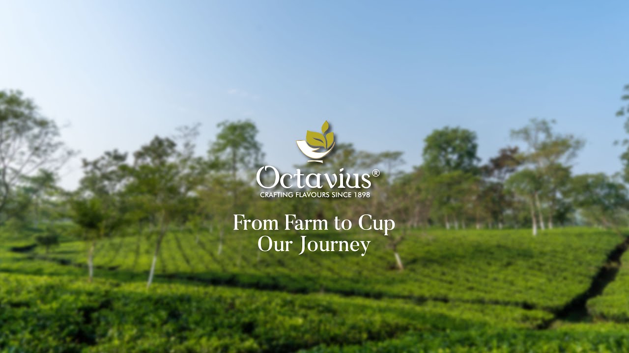 Octavius Tea : #FromFarmToCup - Our Journey - YouTube