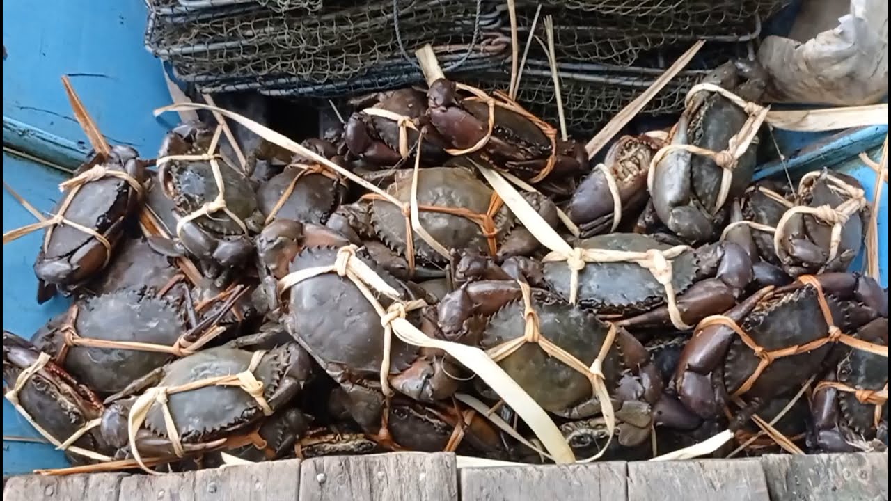 Hasil melimpah angkat perangkap kepiting kali ini - YouTube
