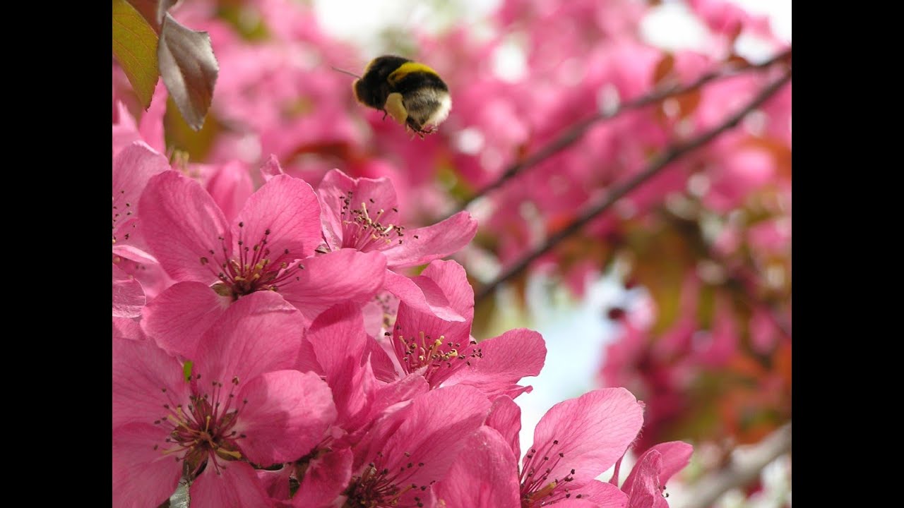 Cerezo rosa - Los Tecolines - Letra - YouTube
