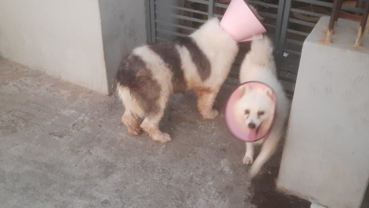 Old English Ship dog and Japanese spitz dogs Neuter successfully ...