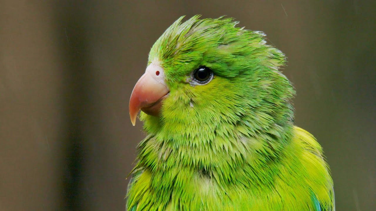 Relax with Birds | The Wild Place | BBC Earth - YouTube