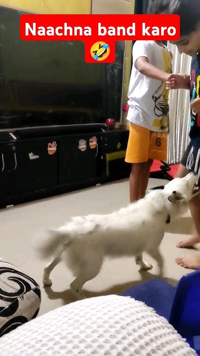 dance dekhkar doggy Ko aaya gussa 😡🐶 #labraworld #funnyanimal #dog #funny #lifewithlabra # ...