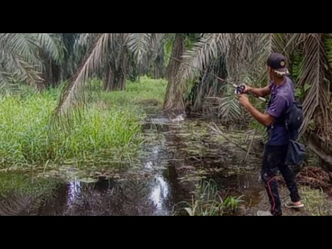 Mancing kasting ikan gabus saat air mulai banjir !! Spot perkebunan kelapa sawit - YouTube