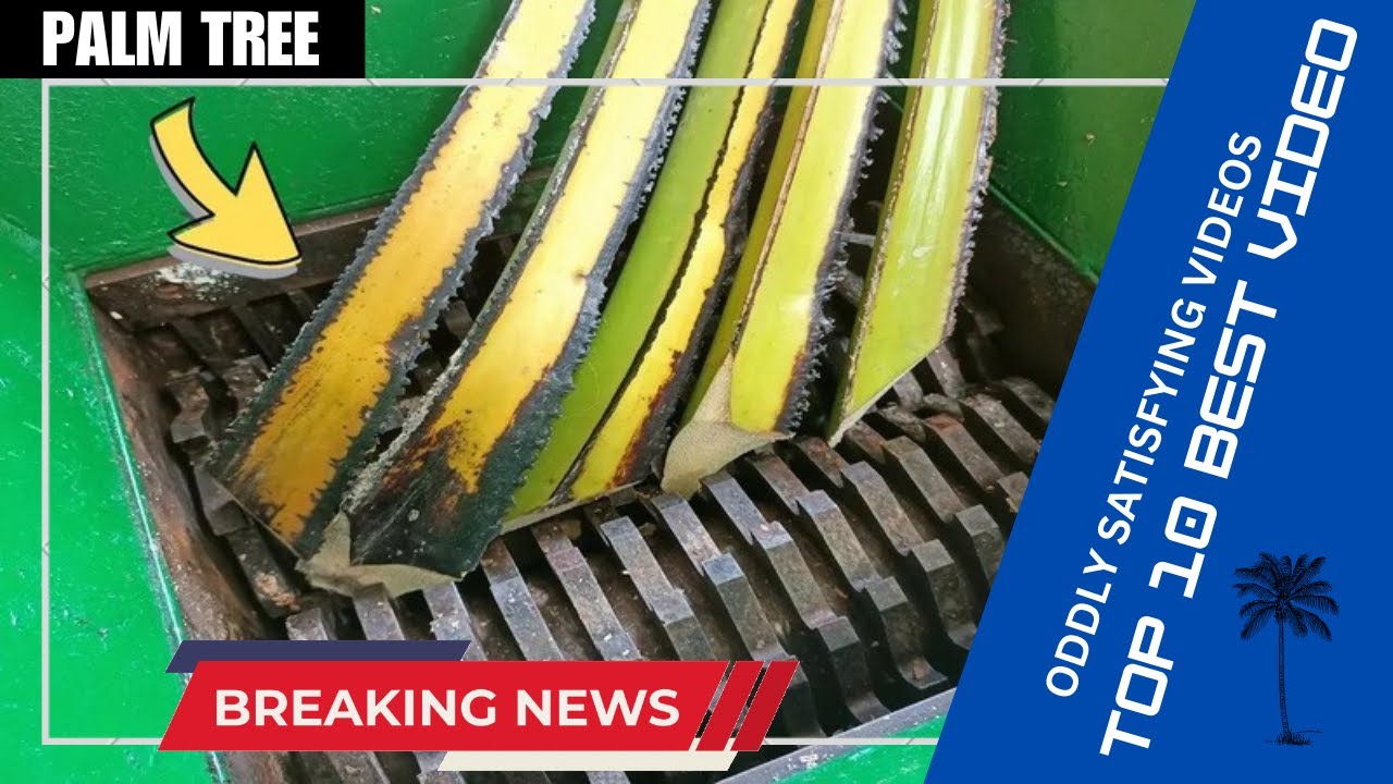 Palm Tree vs Shredder | Oddly Satisfying Videos - YouTube