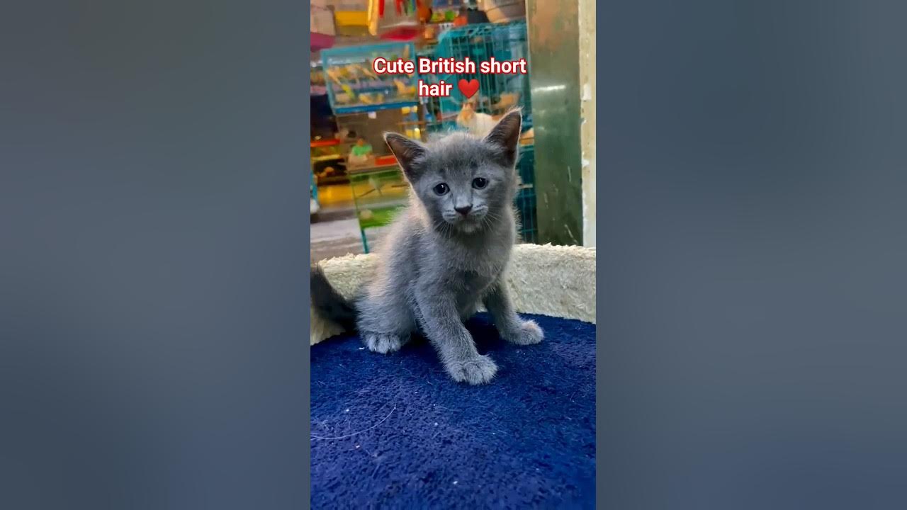 Illuminati 🧿👁 #shorts #youtubeshorts #cat #cute - YouTube