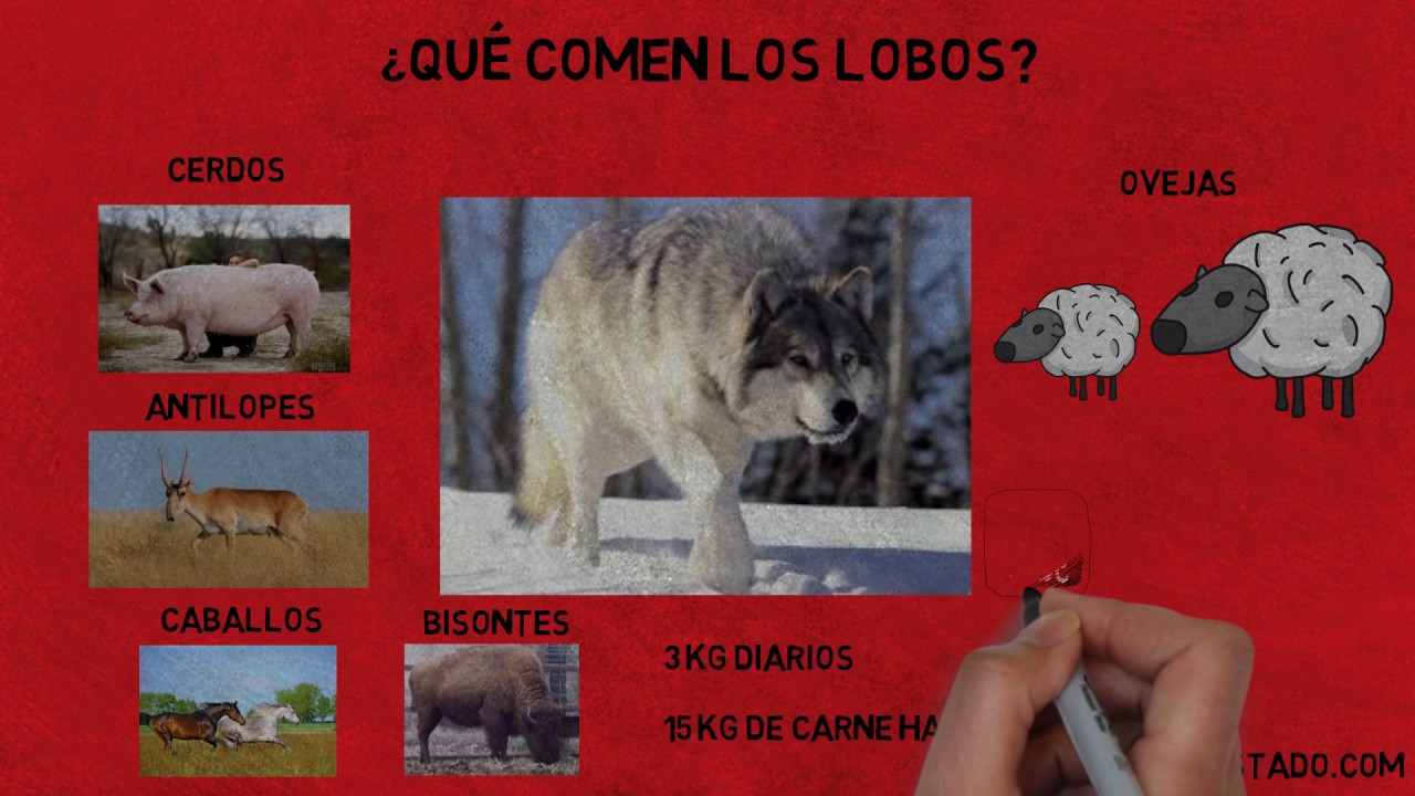 Qué comen los lobos? 🥇 | LAS RESPUESTAS A TUS PREGUNTAS - YouTube
