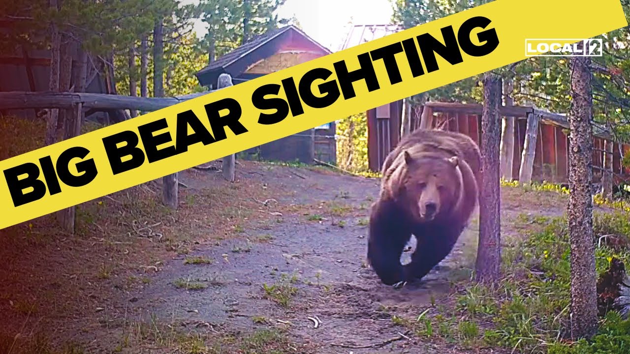 VIDEO: XXL Bear Sighting - YouTube