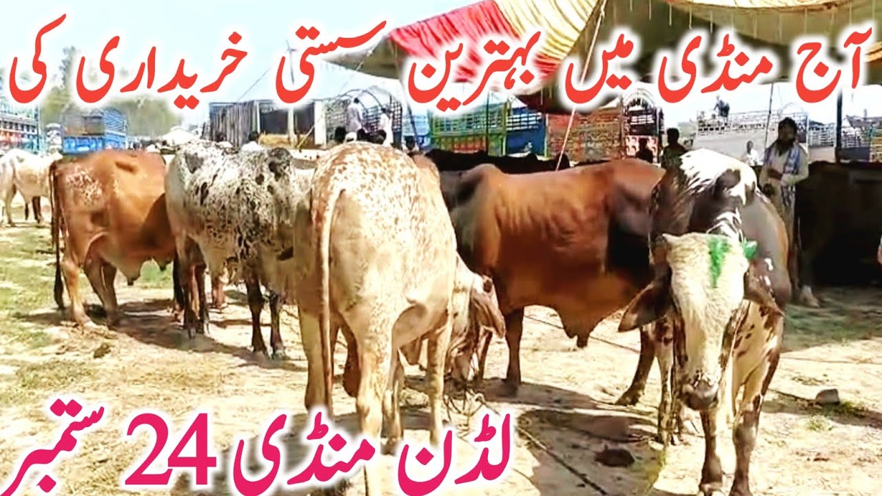 Today Fresh Luddan Cow Mandi Video Kato Qurbani Bachre || Global ...