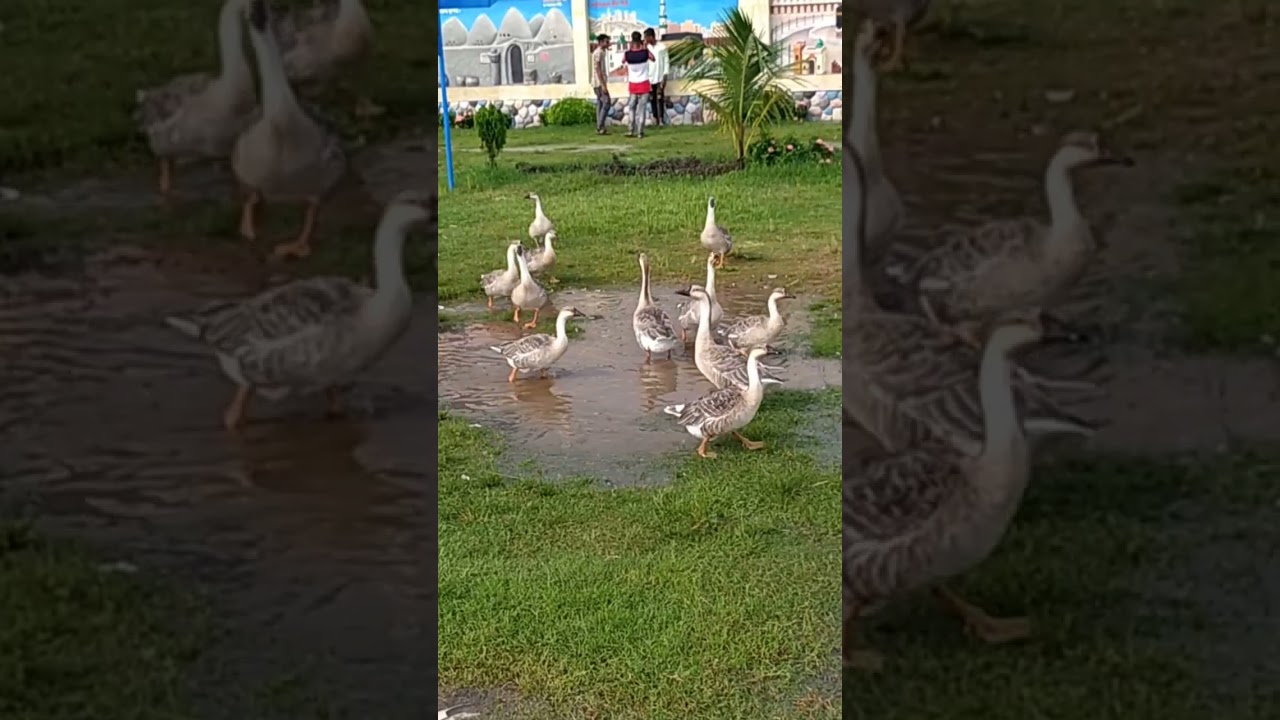 Bangladesh Raj Hash in village with Beautiful Nature. Amazing Raj Hash ...