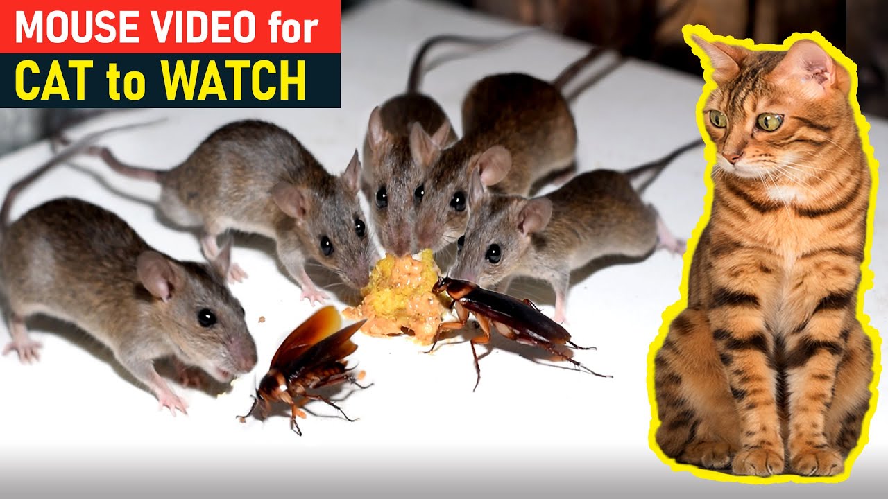 Cat TV - Cat Games - Mouse Sounds - Cat Videos for Cats to Watch - YouTube