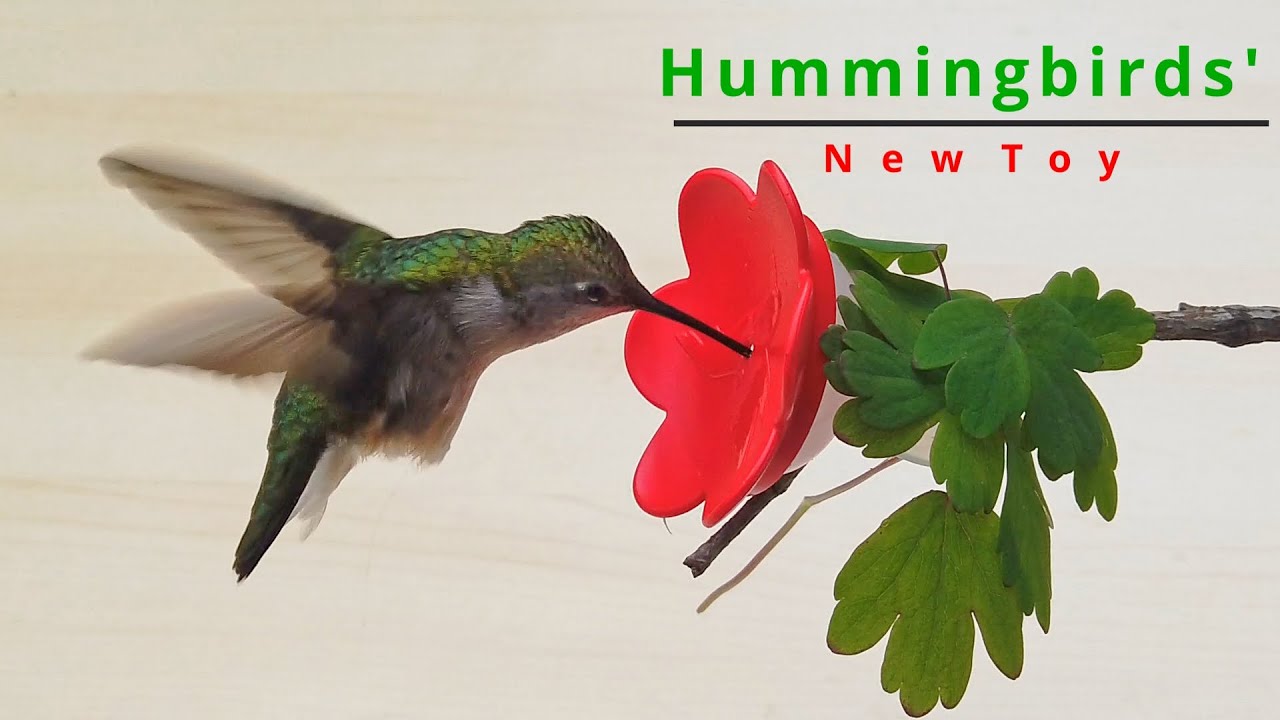 Hummingbirds' New Toy - YouTube