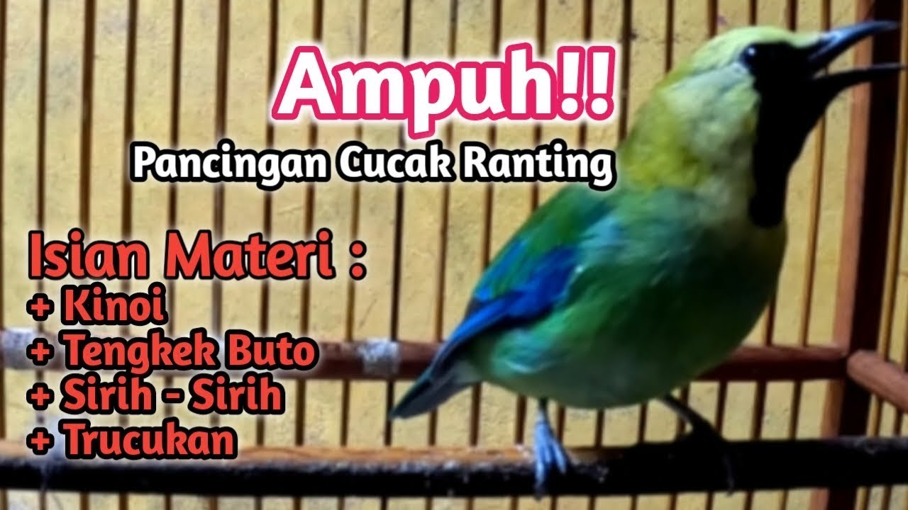 Ngerol Panjang, Masteran Cucak Ijo Kepala Kuning Gacor Isian Full ...