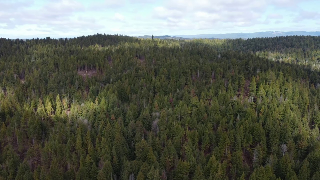 Above the Humboldt Trees: Aerial Humboldt - YouTube