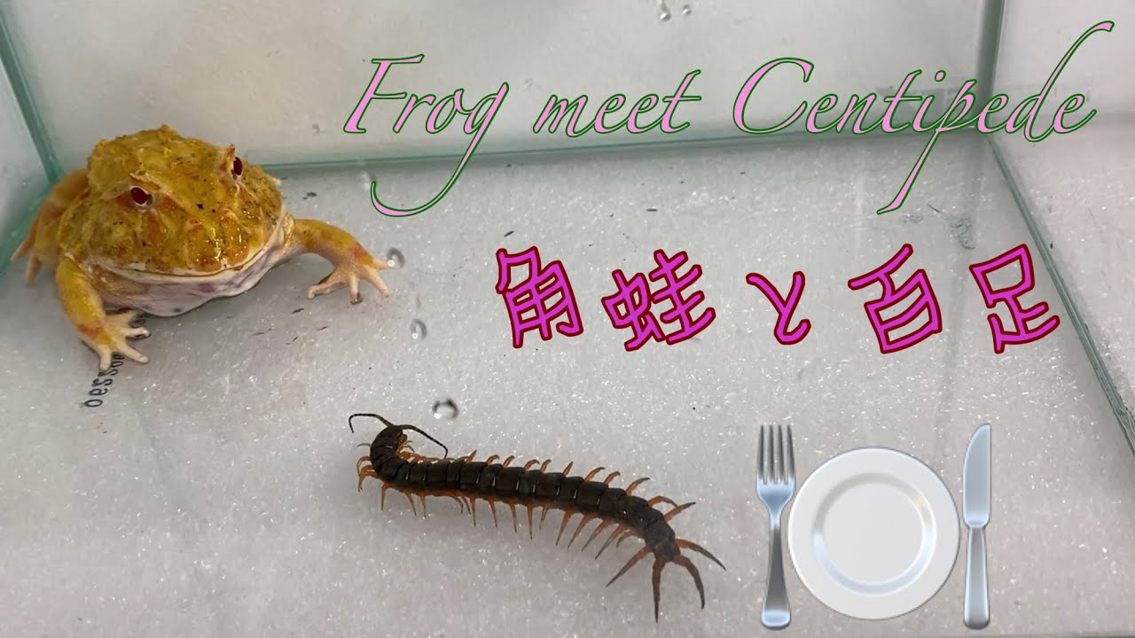 pacman frog and centipede - YouTube