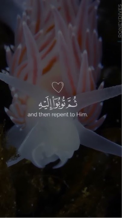 Pashton official search tilawat Quran YouTube video - YouTube