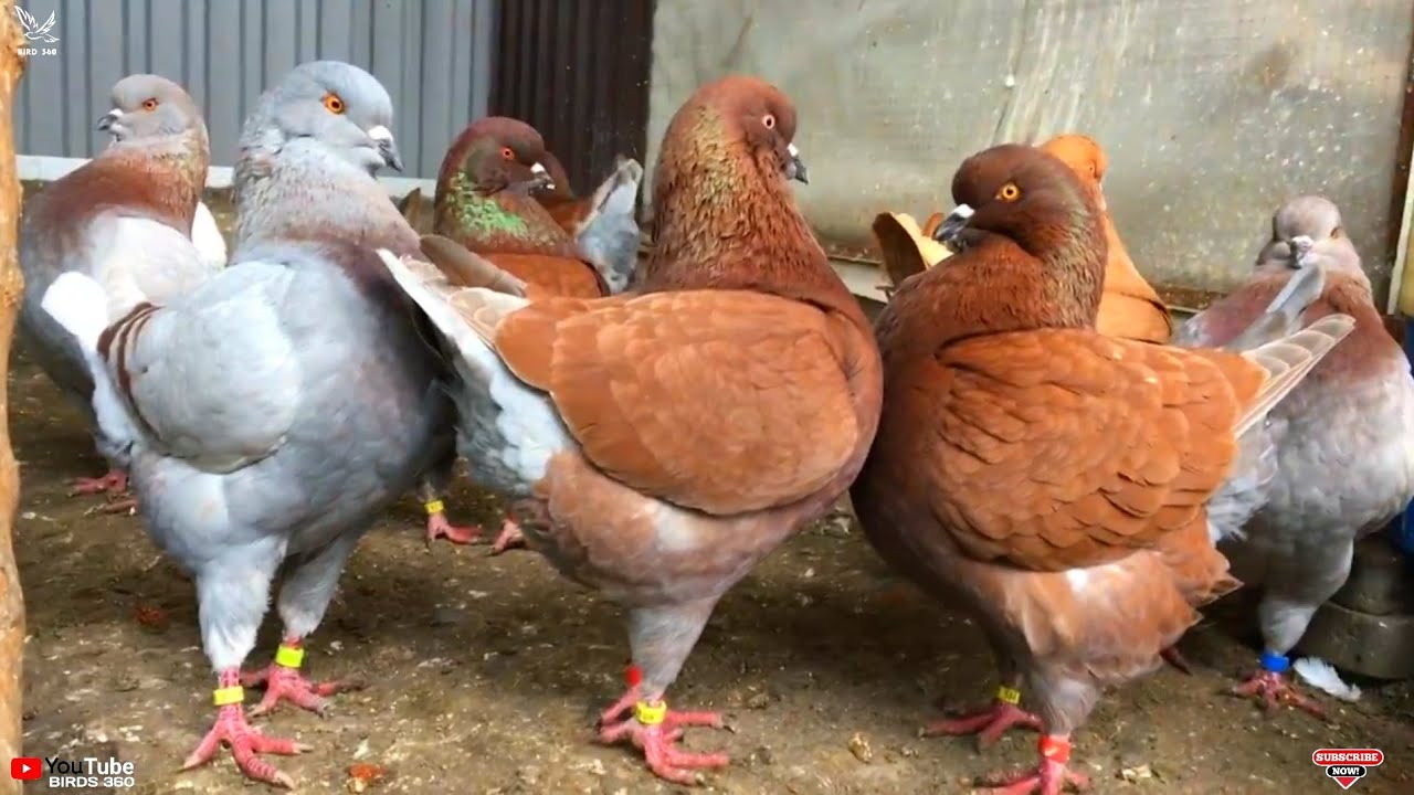 Indoor Pigeon Farming | Best Pigeon Loft | Biggest Pigeon In The world ...