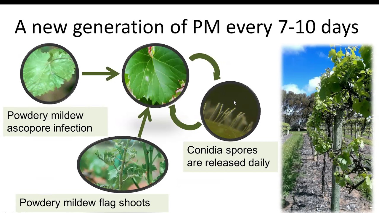 Effective spray application - YouTube