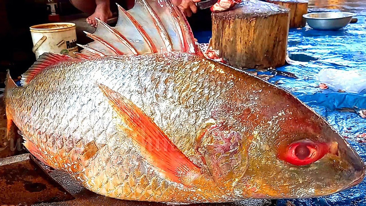 Expert Live Golden Snapper Fish Cutting Cleaning in Fish Market ...