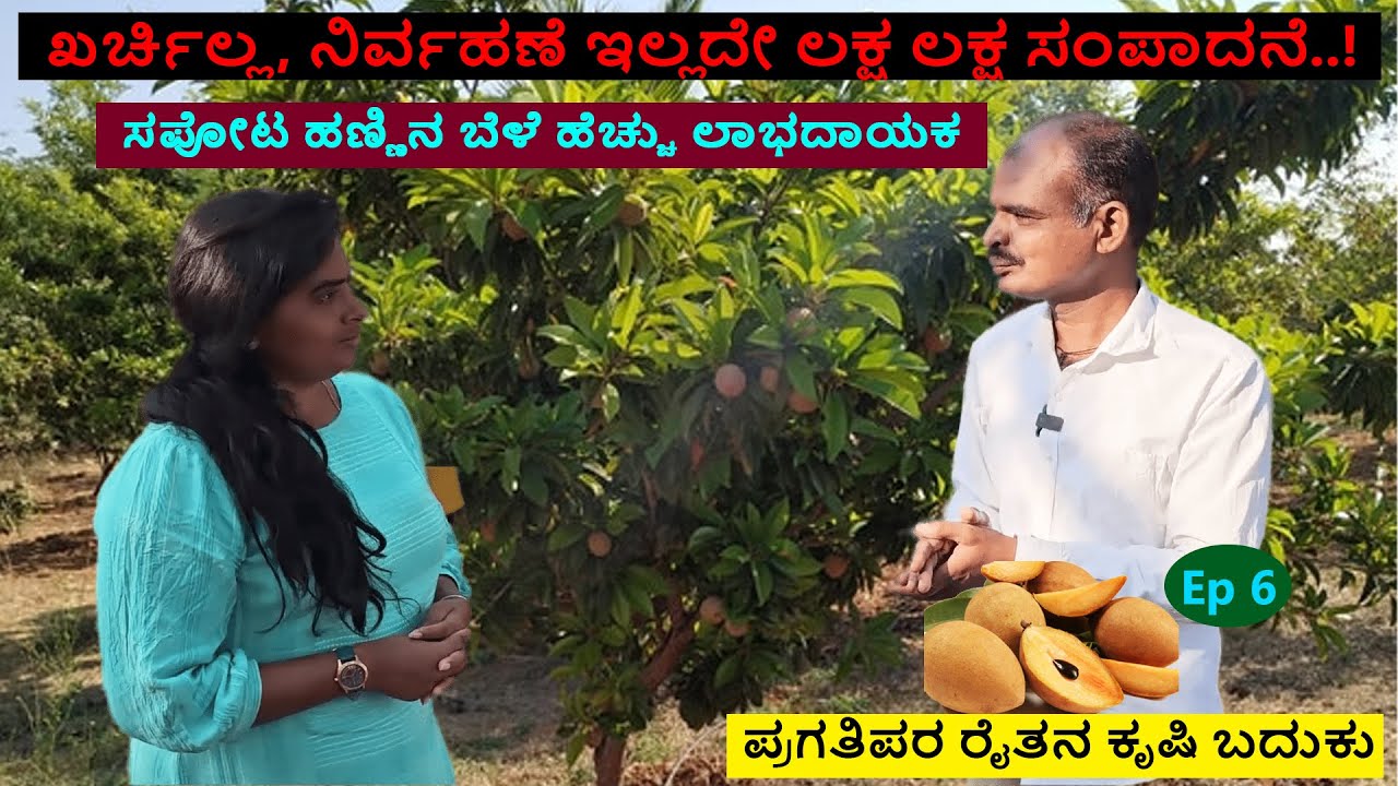 ಖರ್ಚಿಲ್ಲ, ನಿರ್ವಹಣೆ ಇಲ್ಲದೇ ಎಕ್ರೆಗಟ್ಟಲೆ ಸಪೋಟ ಬೆಳೆದು ಲಕ್ಷ ಆದಾಯ| Digital ...