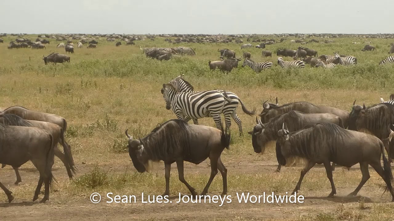 Wildebeest and Zebra Migration - YouTube