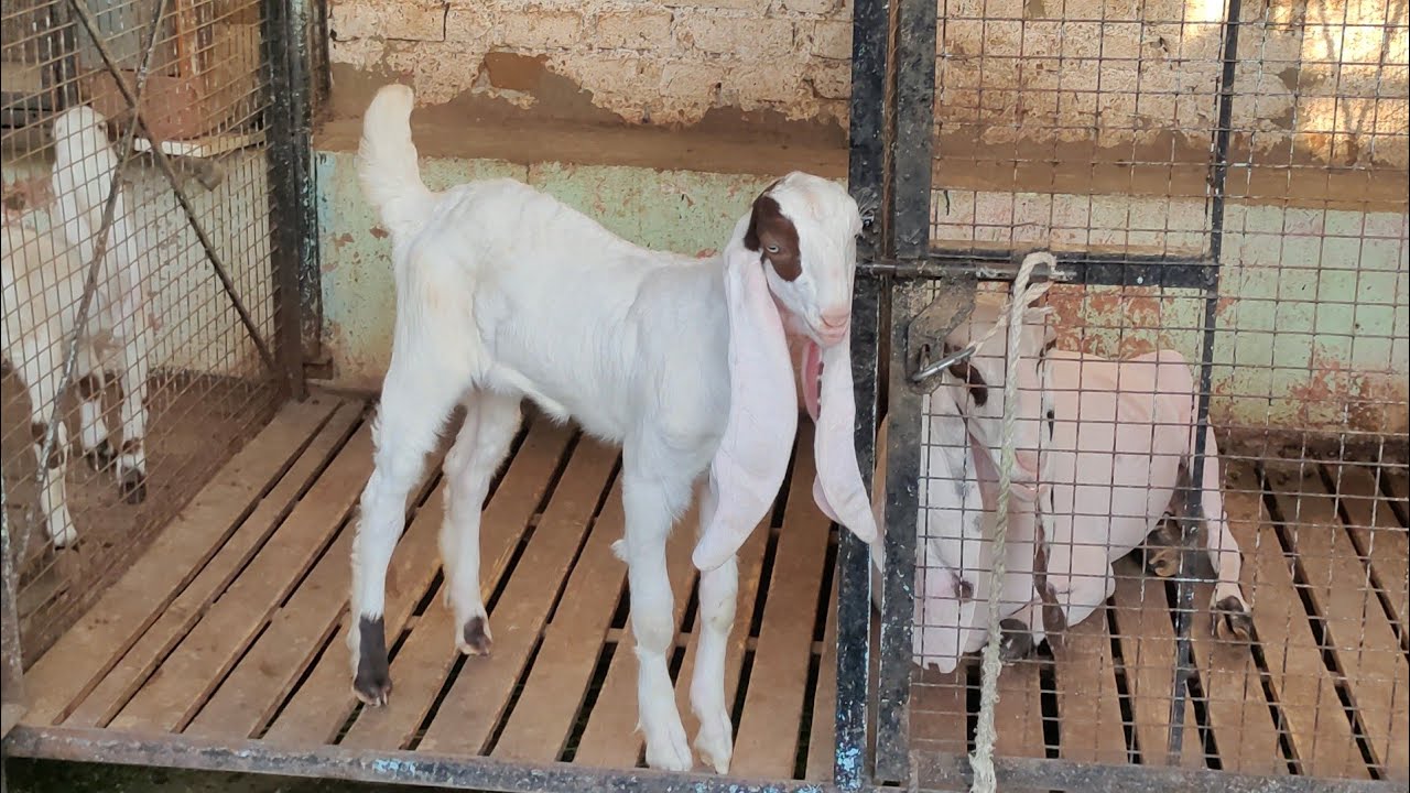 pure hyderabadi baby goat in Aurangabad | anmol breedline bakra in ...
