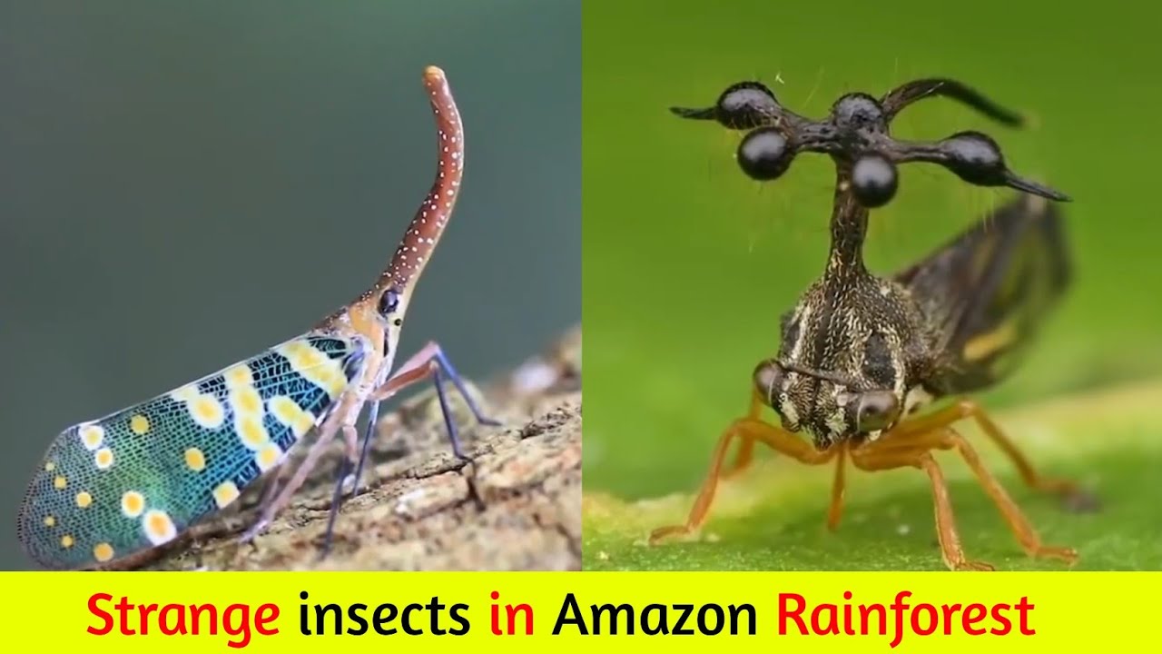 Strange insects in Amazon Forest | Amazing Forest | English Subtitles ...