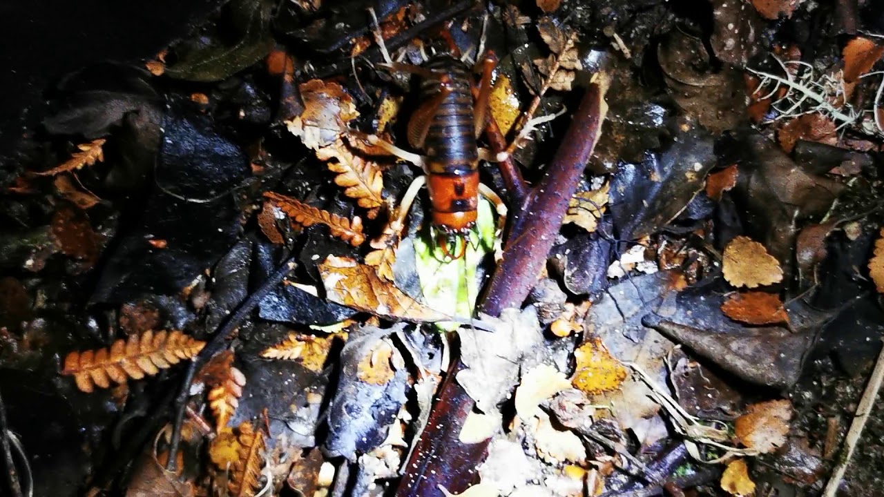 Big male tusked weta - YouTube
