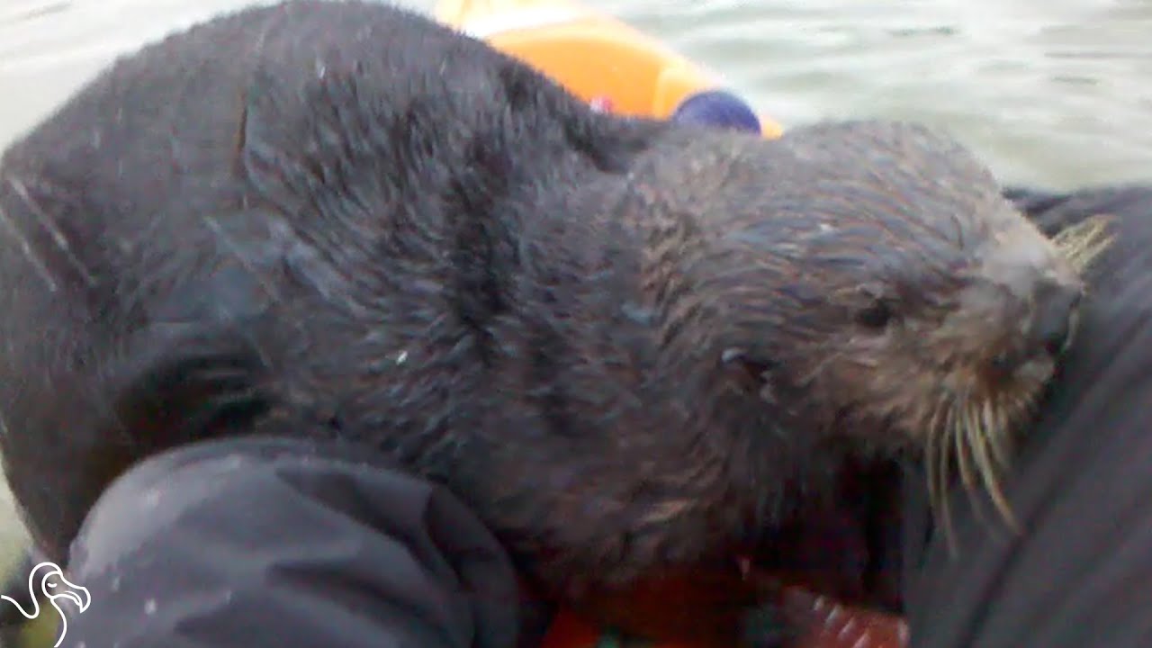 Sea Otter Jumps Right Into Boat To Make New Friends - YouTube