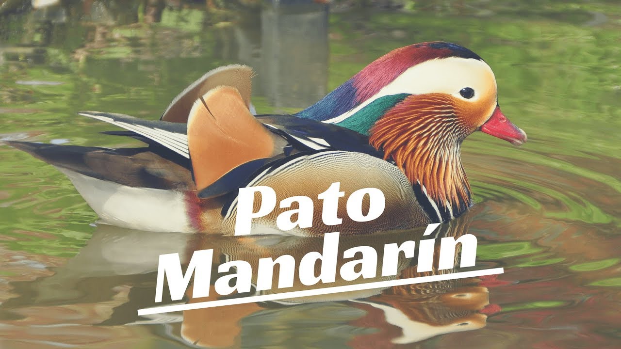 Pato Mandarín - Ave Exótica del AMOR 💓💞 - YouTube