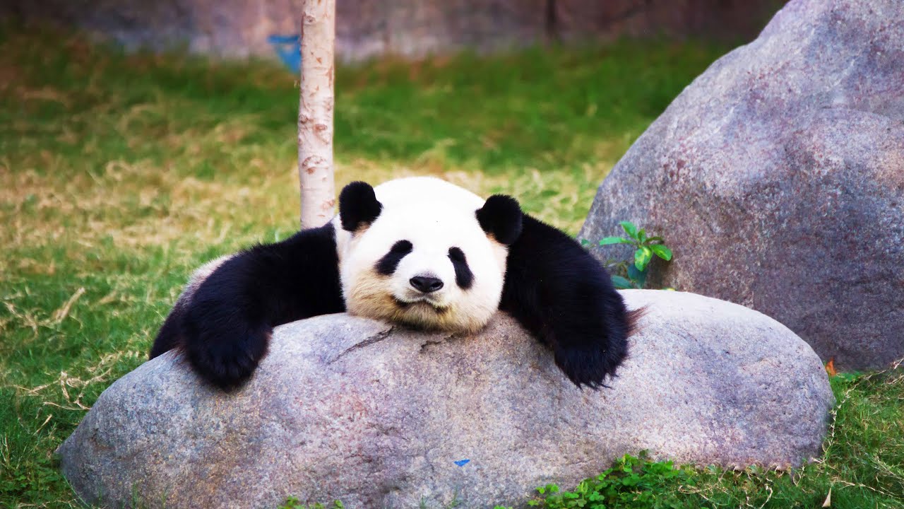 Animal Scenery and Calming Music for Stress Relief, Sleep Music, 12 ...