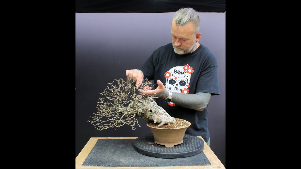 Elm Bonsai Tree From An Old Stump In 4 Years - YouTube