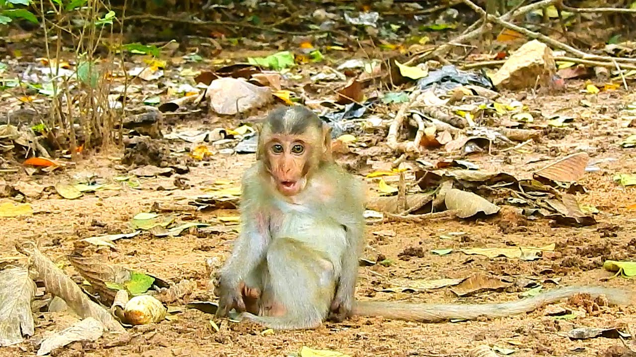 Lonely Young Monkey Self Entertain & Foods - YouTube