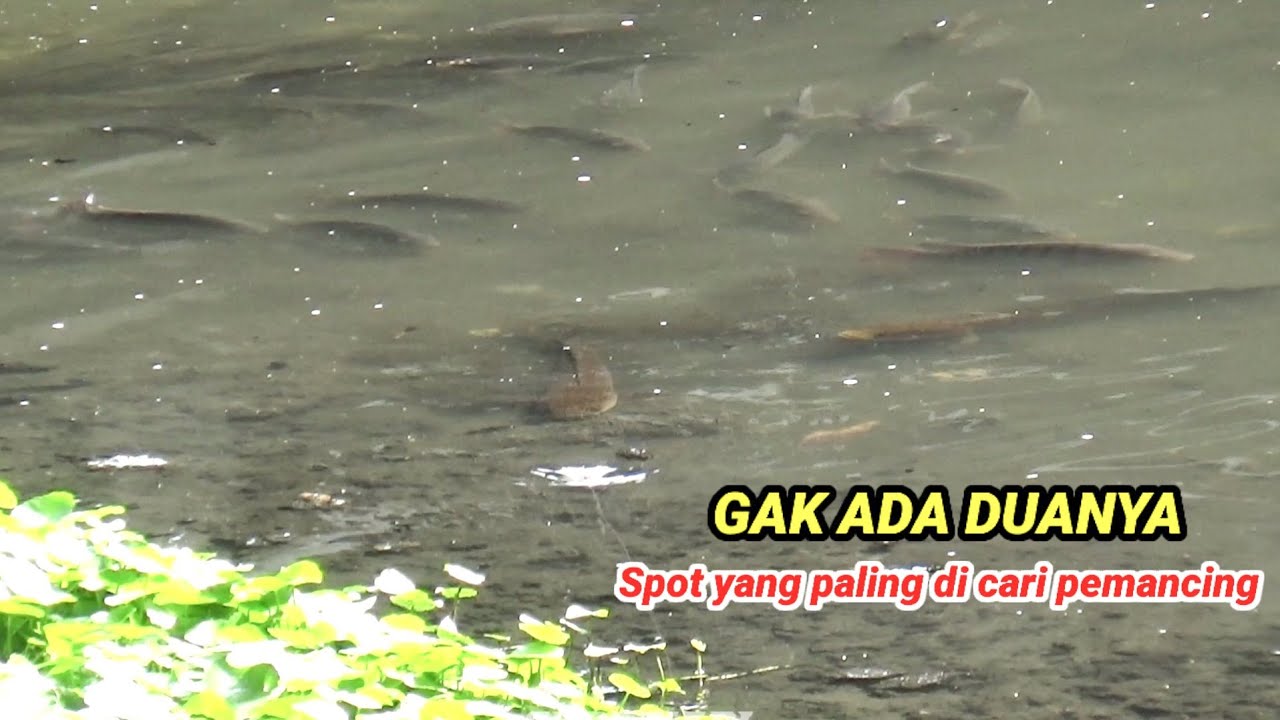Pemancing paling beruntung menjumpai spot yang di huni ikan besar|Mancing Ikan Gabus - YouTube