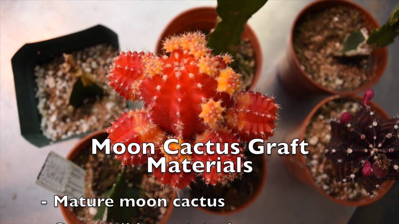 Cassandre Denis Cactus Grafting - YouTube