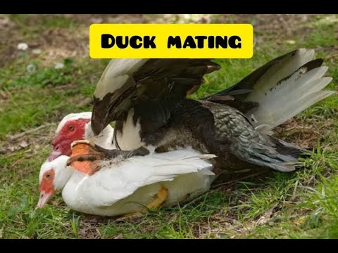 DUCK ( MOSKOVY DUCK ) MATING - YouTube