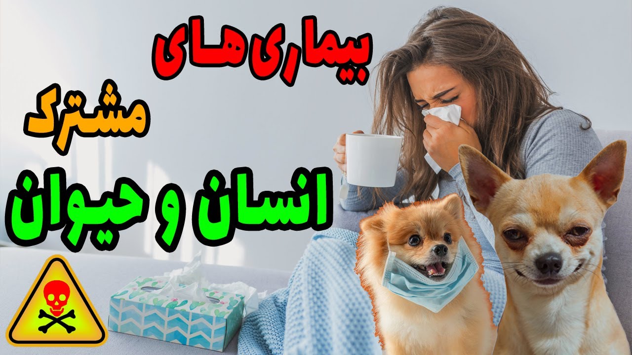بیماری های مشترک بین انسان و حیوان 🐶 راه های پیشگیری ابتلا به مریضی از