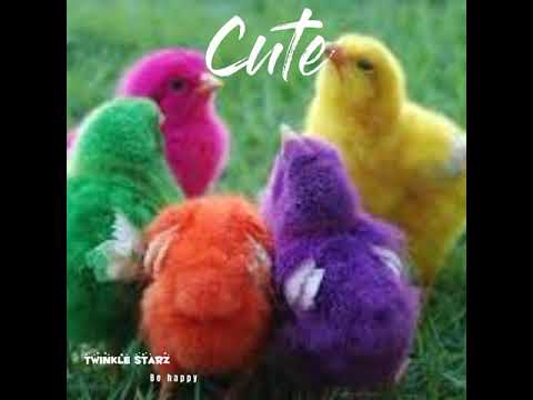Cute status | Birds love | Cute chicks | Twinkle starz | Like share and ...