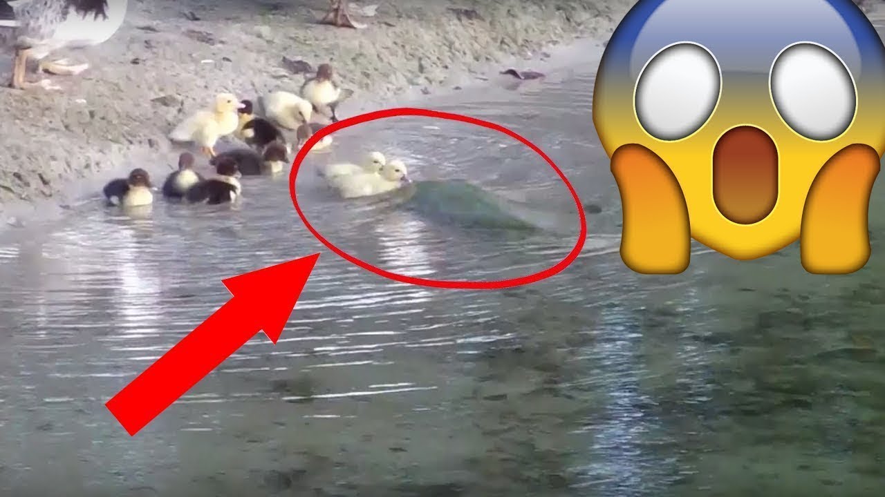 #2 Top 10 pike attack duck - YouTube